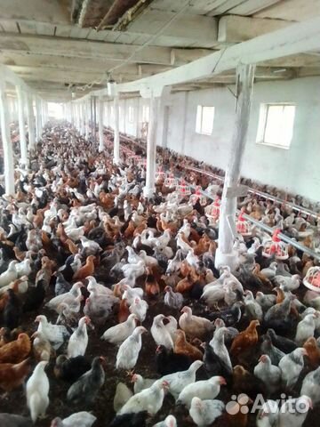 Куры молодки несушки доминант