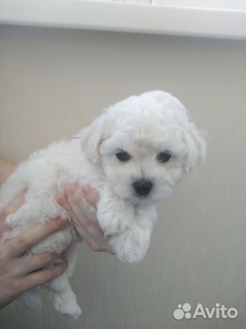 Бишончики Девочки