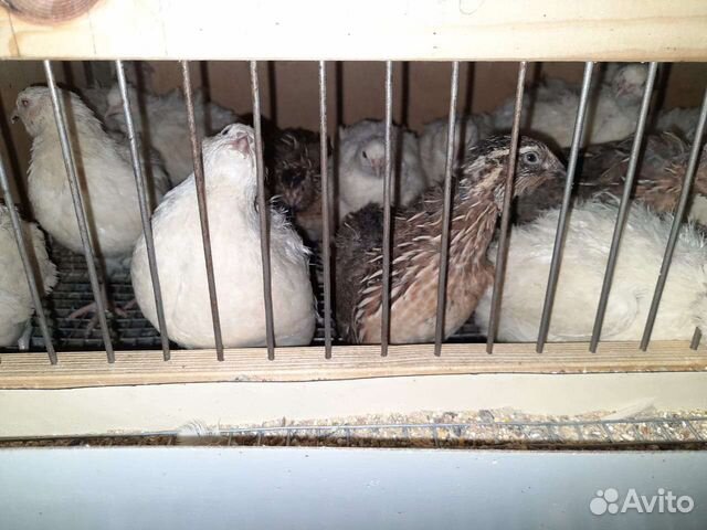 Перепела продажа, яйцо инкубационное