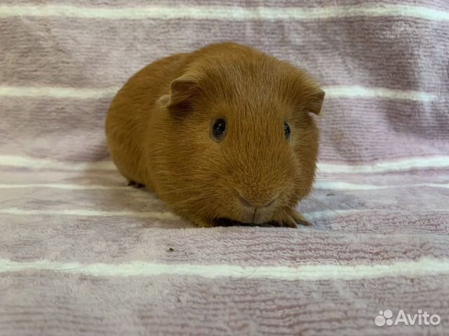 Морская свинка селф кабанчик