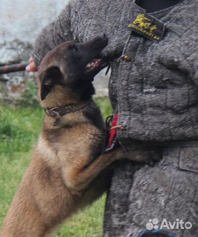 Бельгийская овчарка