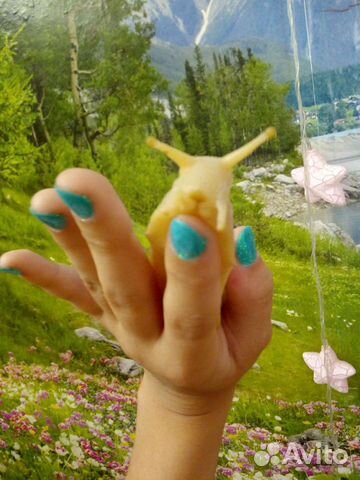 Улитка Африканский Ахатин