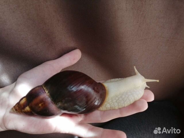 Улитка ахатина