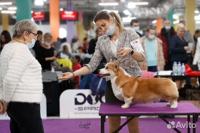 Вельш Корги Пемброк кобель для вязки