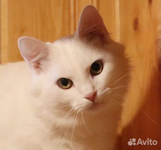 Несчастные Тимон и Пумба