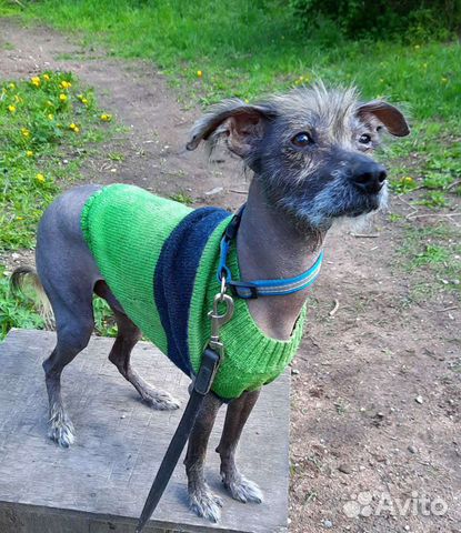 Степан. Маленькая собака. Бесплатно