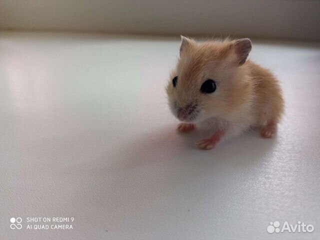 Хомяки джунгарики(малыши)