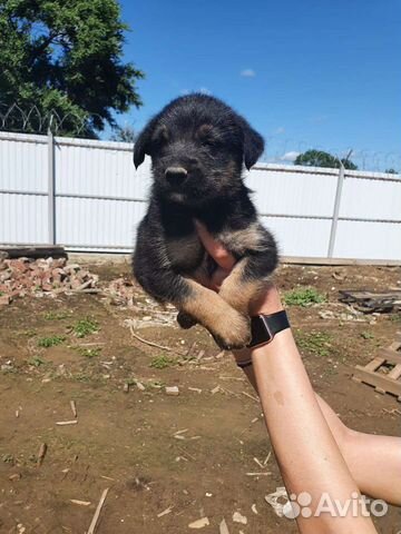 Щенки в добрые руки