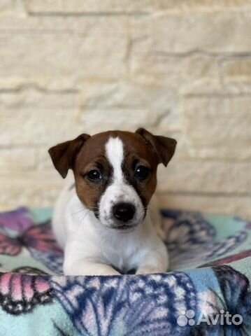 Джек Рассел терьер девочки