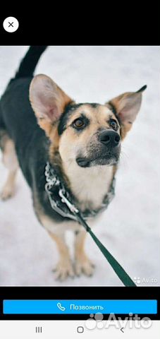 Отличный пёс Спасённый от рук людей