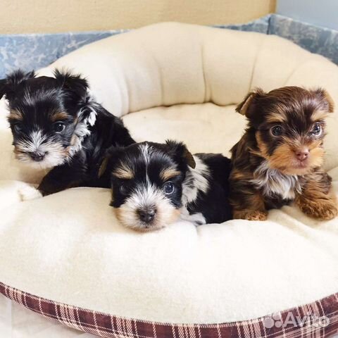 Шоколадный йорк