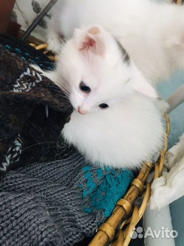 Котята