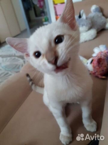 Котик бенгал