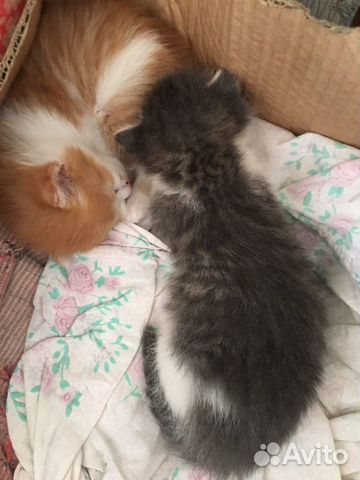 Котята в добрые руки, за шоколадки для ребенка