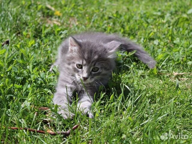 Котёнок серый