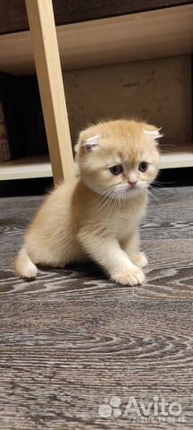 Шотландские вислоухие котята