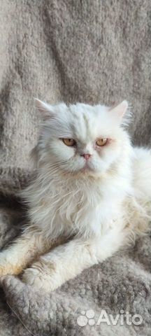 Ищет дом великолепный кот Перс