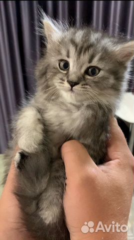 Британская кошечка