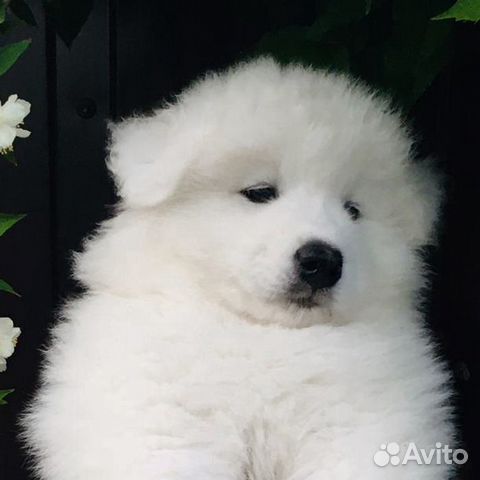 Самоед, щеночки, 2 месяца
