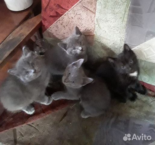 Отдам котят бесплатно, 3 дымчатых, 1 чёрненький