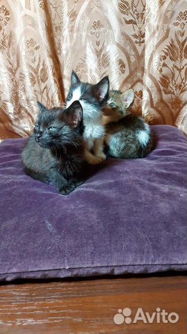 Котята им 1 мес. ищут добрые ручки