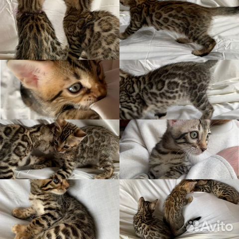 Бенгальские котята (девочки)