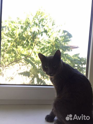 Британский кот вязка