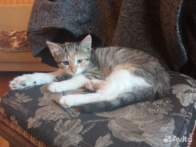 Котенок в добрые руки