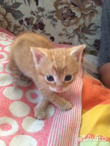 Котенок,мальчик 1 месяц,очень ласковый,отдам в доб