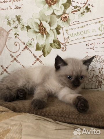 Кошка колор пойнт