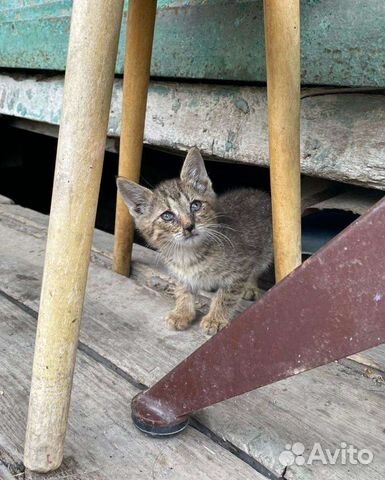 Котенок в терпеливые и добрые руки