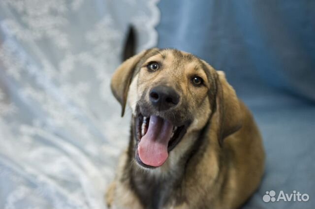 Варежка, 4 мес., в добрые руки