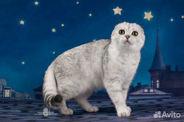Шотланская вислоухая кошечка