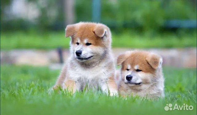 Шикарные Акита ину. Хатико