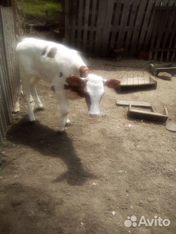 Тёлка 1 месяц