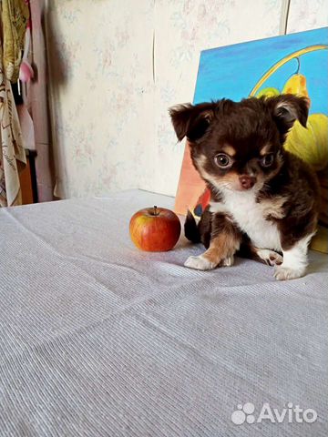 Щенки чихуахуа