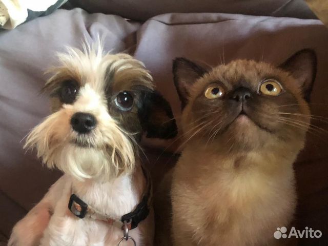 Метис Бурмы