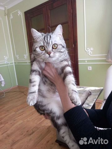 Мраморная кошечка