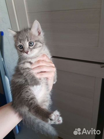 Котенок серый мальчик