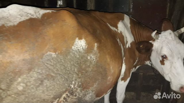 Продается корова