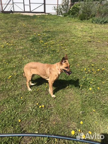 Отдам в хорошие руки собаку