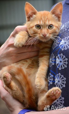 Котенок красавчик в заботливые руки