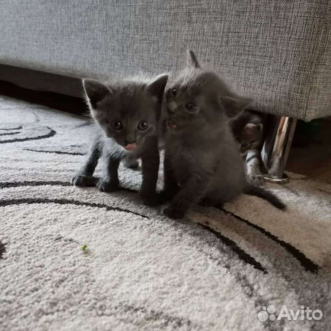 Котята ждут именно тебя