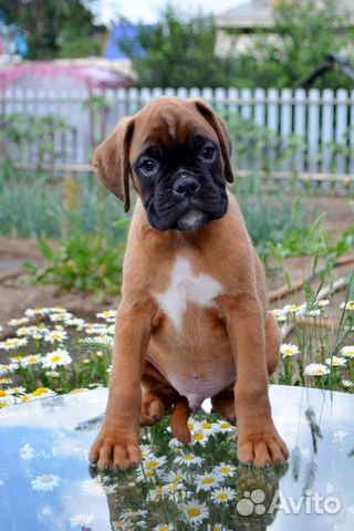 Рыжий мальчик боксера