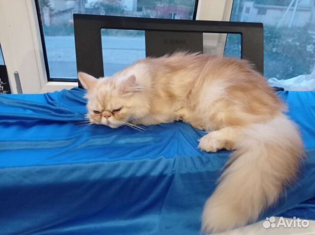 Перс-экстремал вязка