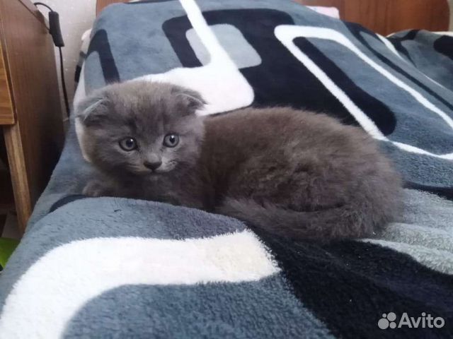 Шотландская вислоухая кошка 2 месяца