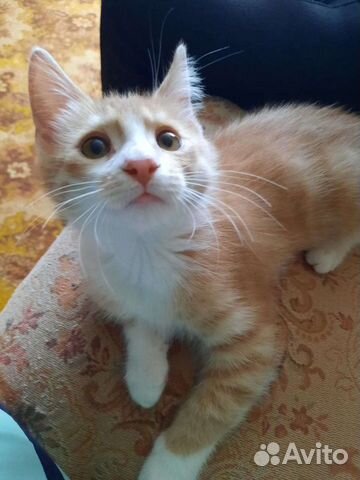 Коржик