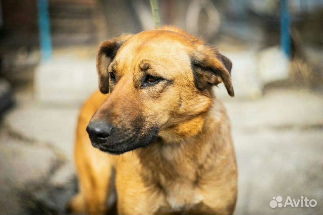 Собака в добрые руки