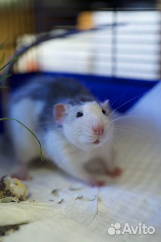 Продаю крыса