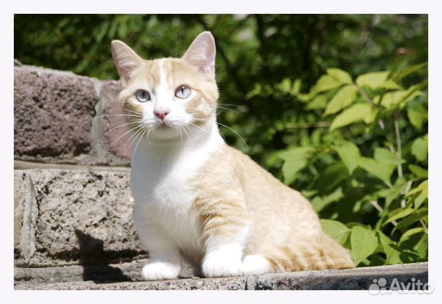 Котик манчкин